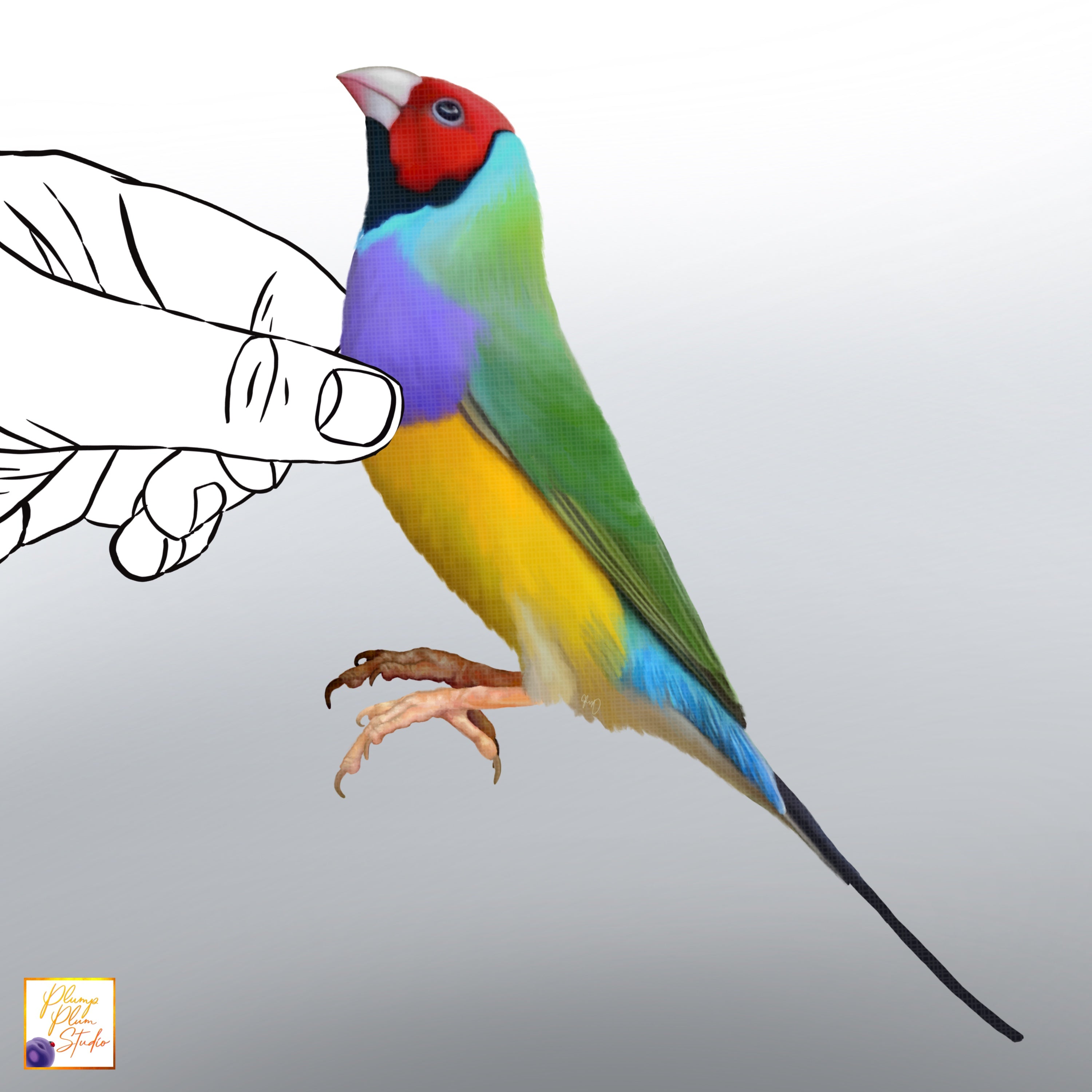 Rainbow Finch decal, Gouldian Finch sticker, car sticker, peel and sti ...