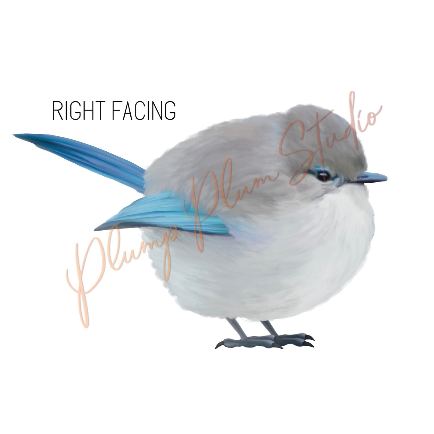 Superb fairy blue wren decal, Australian fairy wren sticker, peel/stic ...