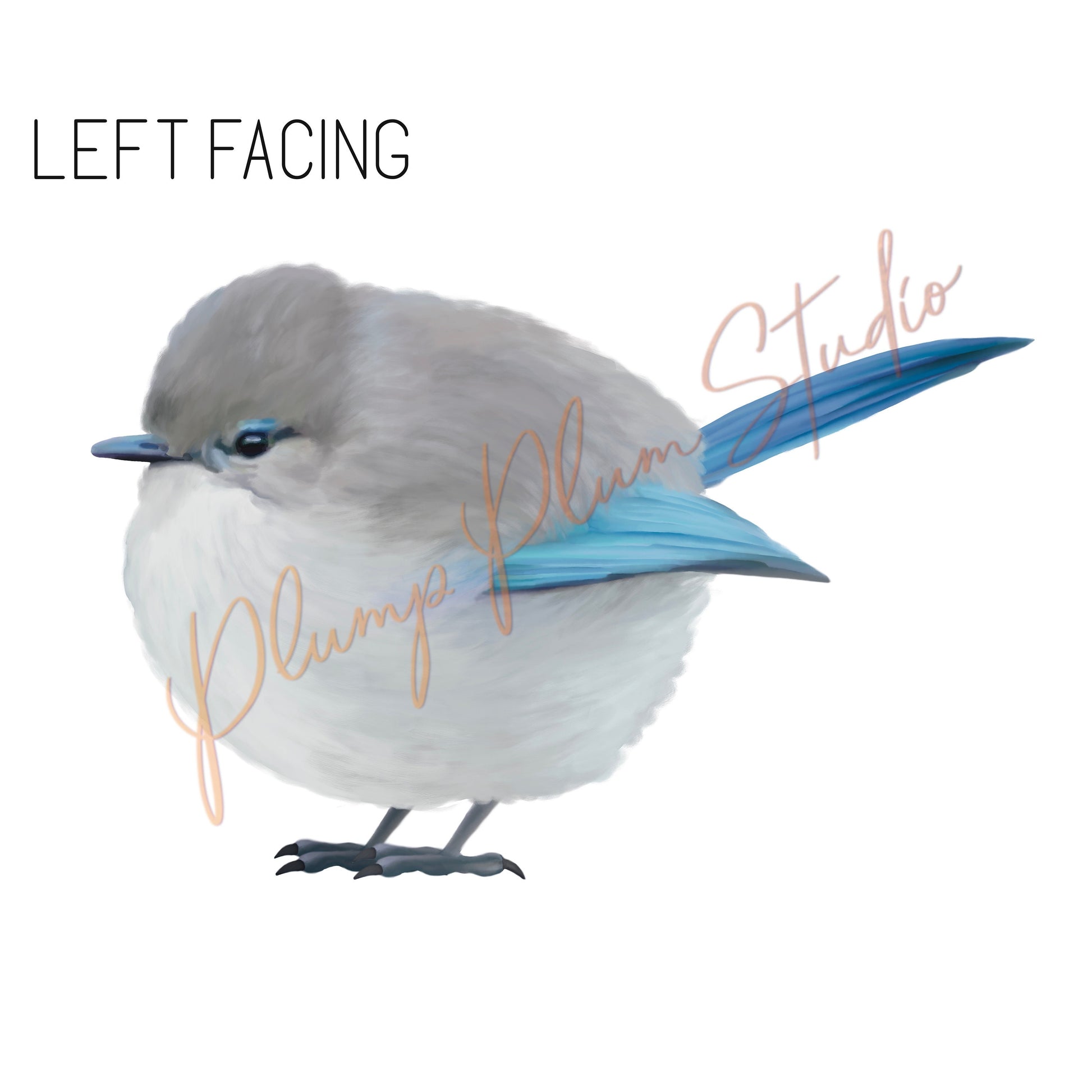 Superb fairy blue wren decal, Australian fairy wren sticker, peel/stic ...