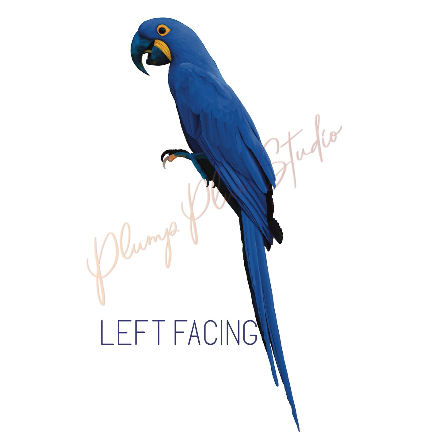 Hyacinth Macaw decal, Blue Macaw sticker, Realistic blue parrot decal ...