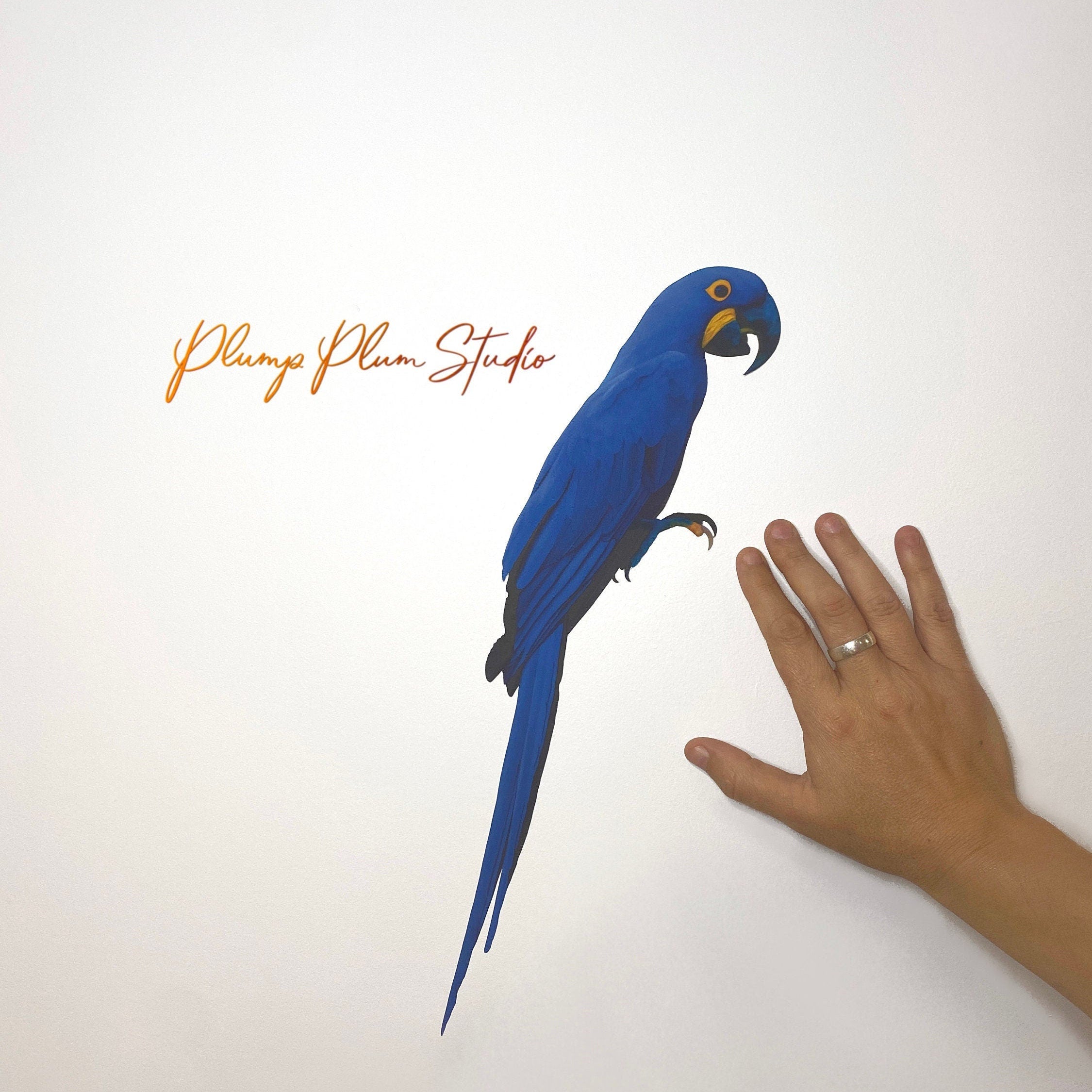 Hyacinth Macaw decal, Blue Macaw sticker, Realistic blue parrot decal ...