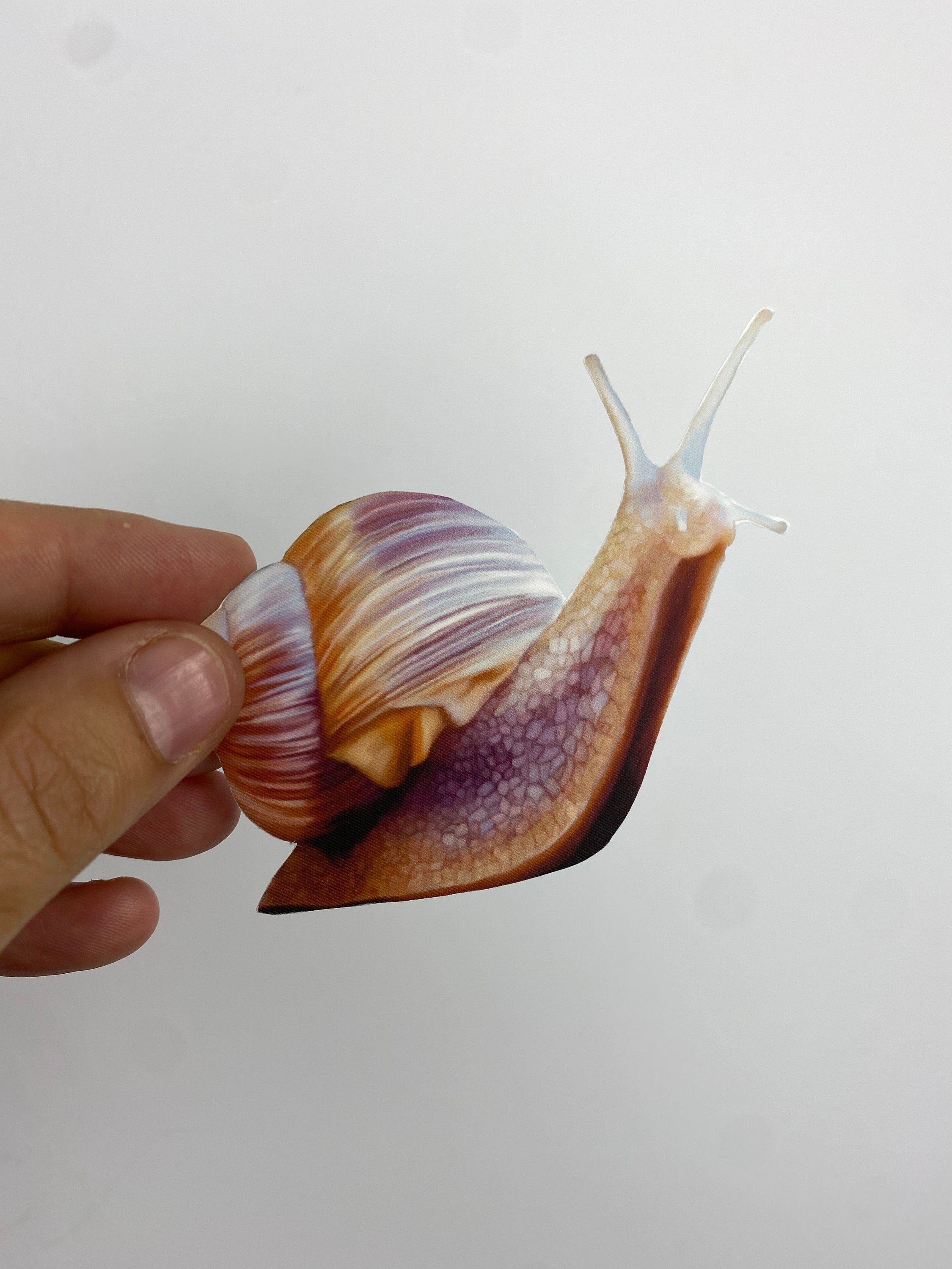 Realistic snail decal, illustrated Common snail sticker, cute garden s ...