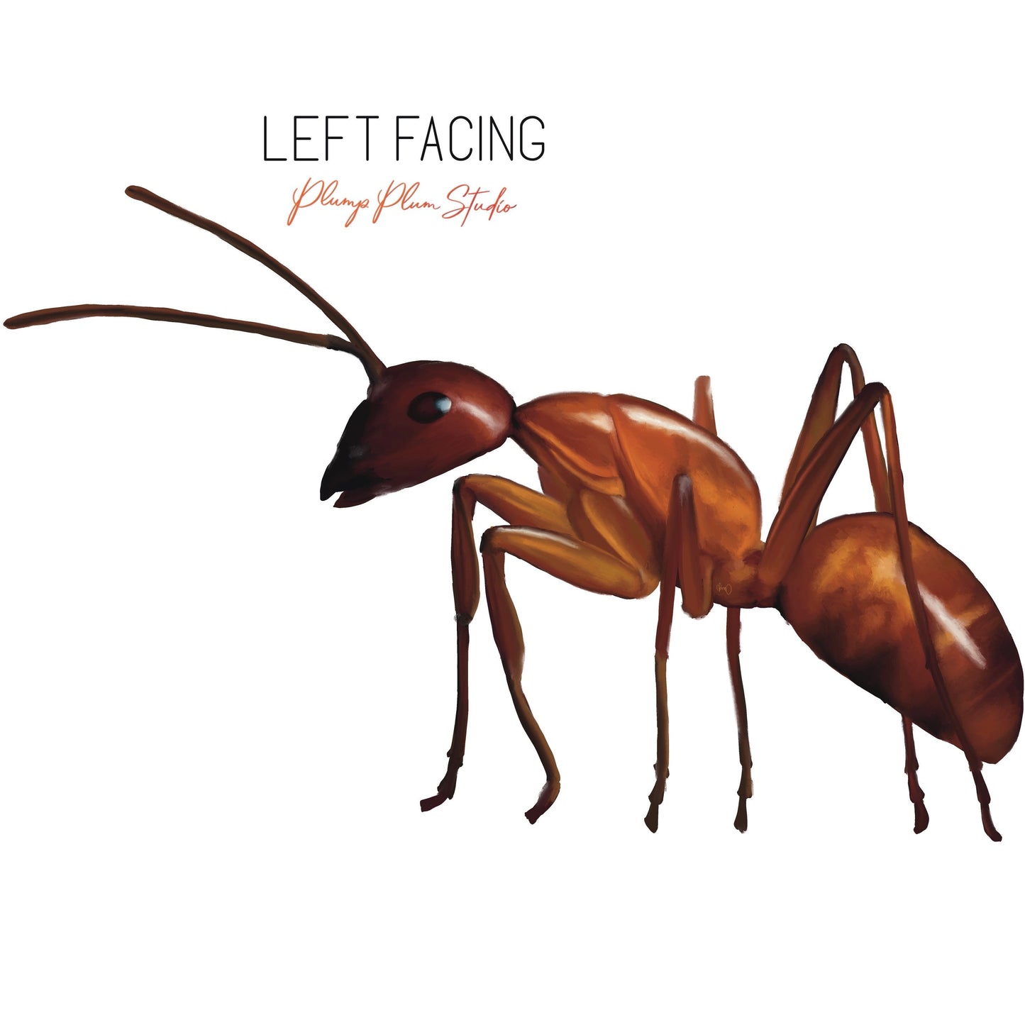 Realistic ant decal, indoor/outdoor vinyl ant sticker, unique cute lit ...