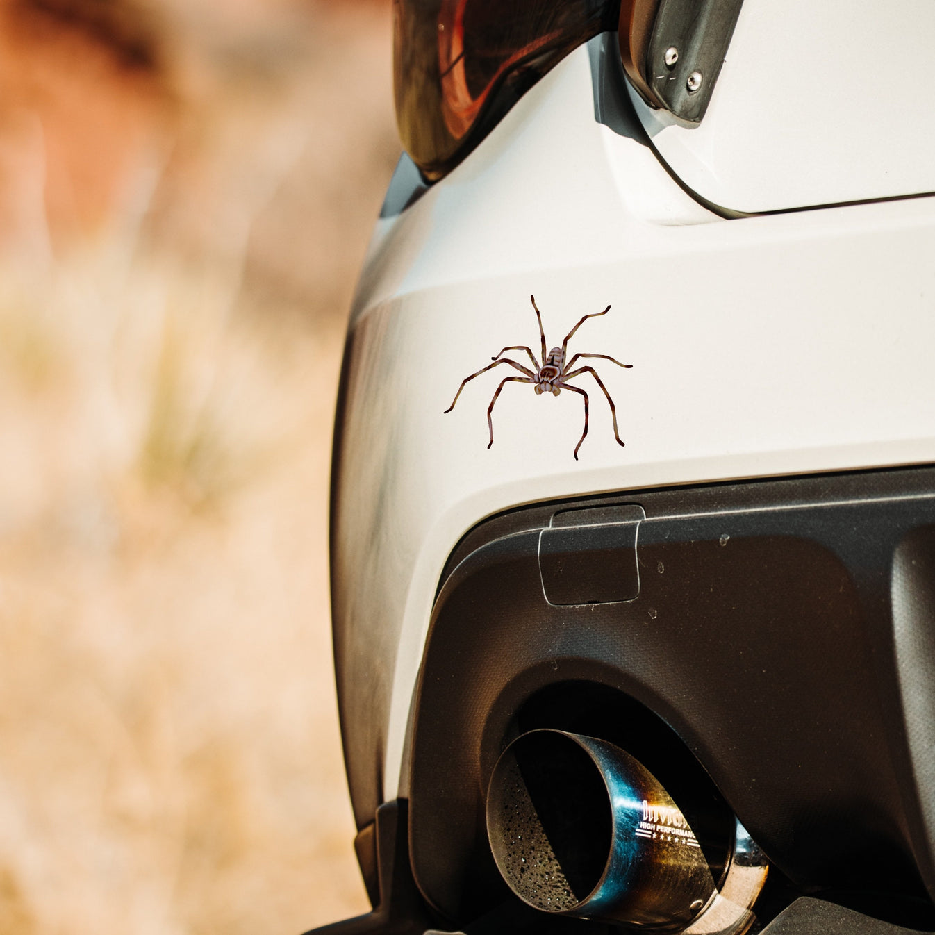 Australian Huntsman Spider decal, Huntsman spider sticker, illustrated ...