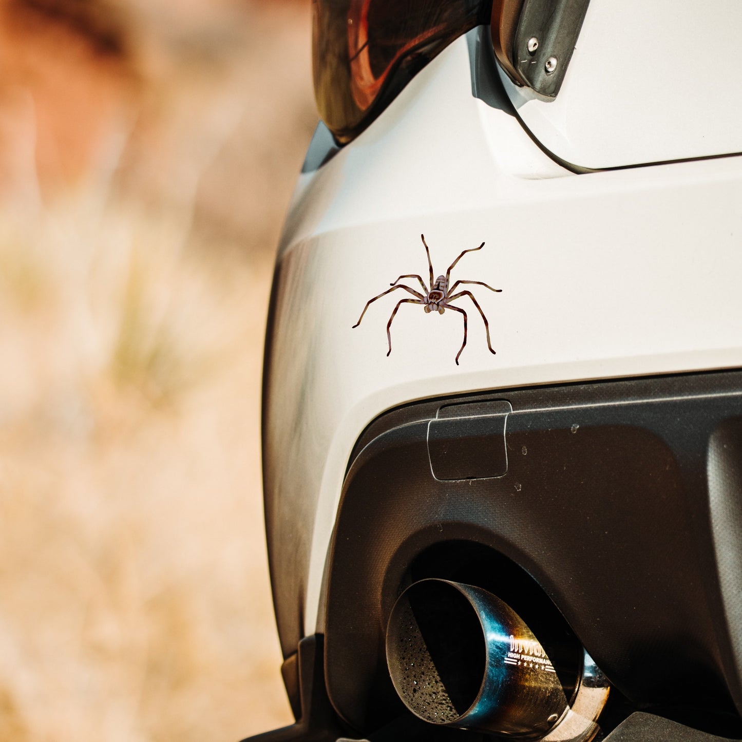 Australian Huntsman Spider decal, Huntsman spider sticker, illustrated ...