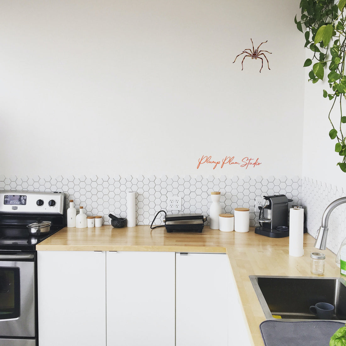 Australian Huntsman Spider decal, Huntsman spider sticker, illustrated ...