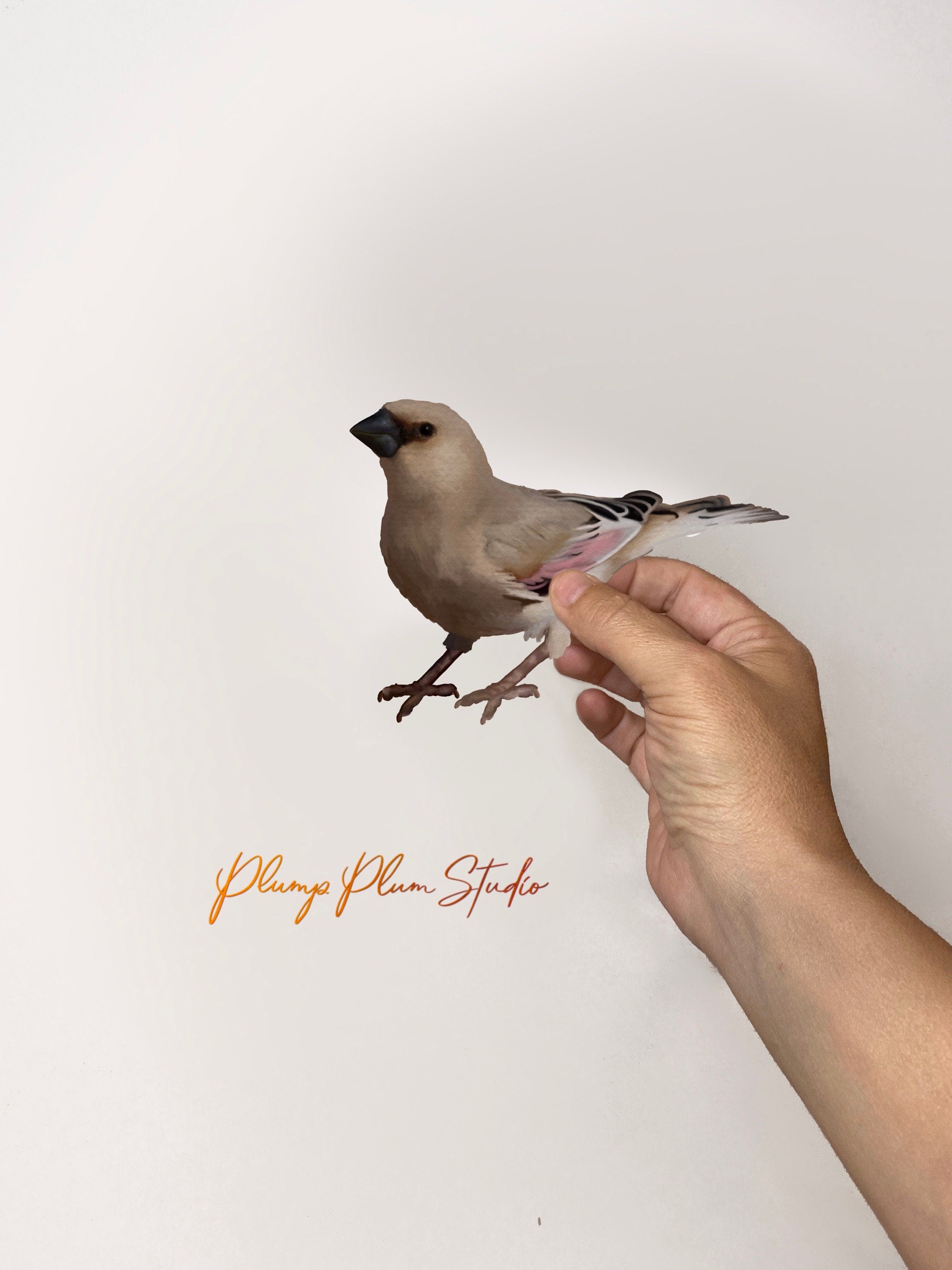 Desert Finch decal, Brown and Pink Finch sticker, peel and stick, ligh ...